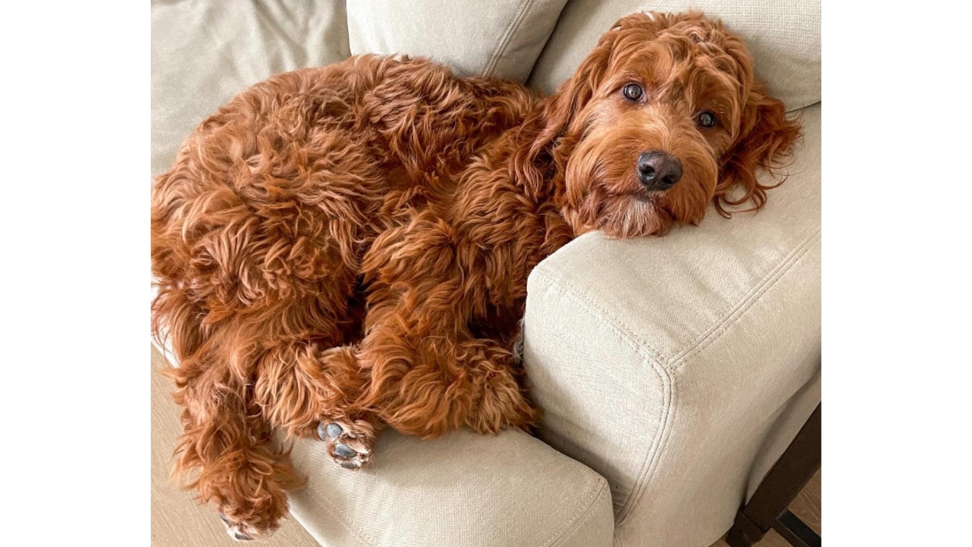 Red Goldendoodle: Everything You Need To Know (W/ Pictures)
