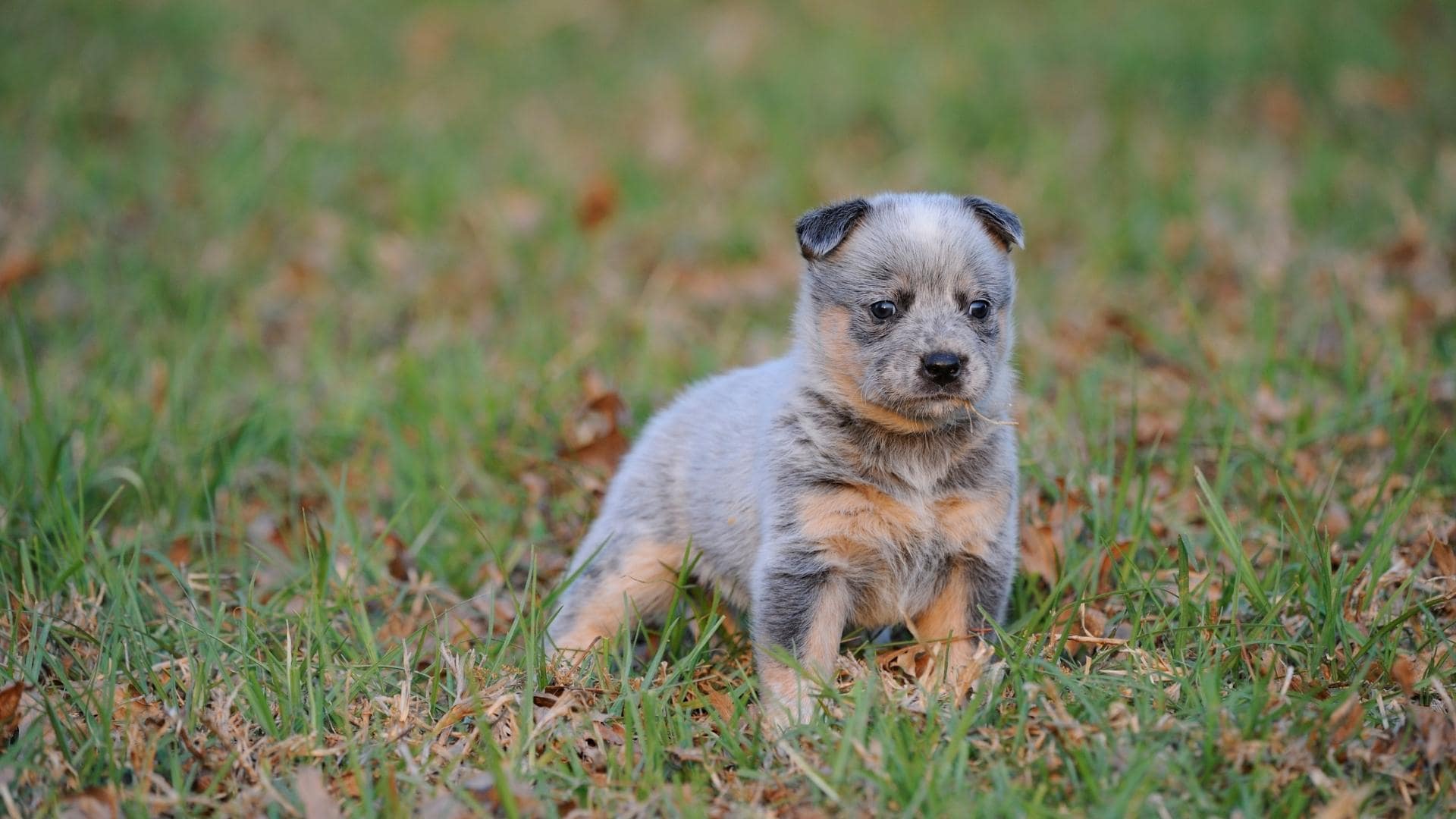Chihuahua Cattle Dog Mix (AKA The Chi Heeler): Breed Profile