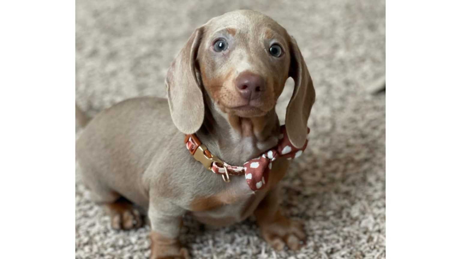 Isabella Dachshund: Everything You Need To Know