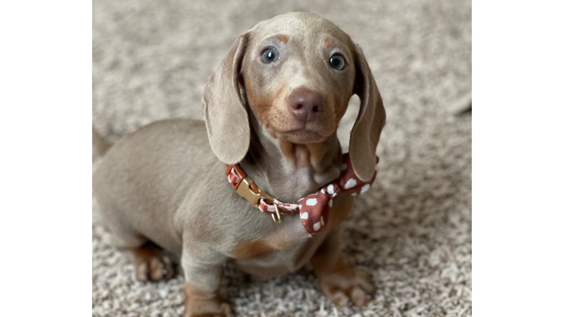 Isabella Dachshund: Everything You Need To Know
