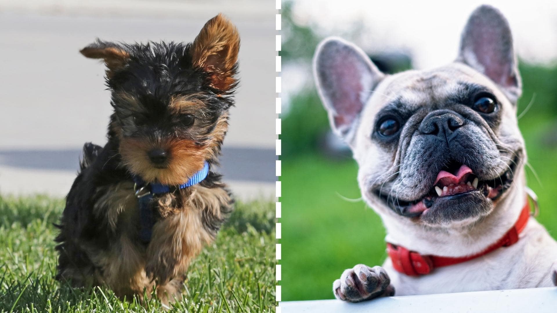 French Bulldog Yorkie Mix (AKA The Forkie): Breed Guide