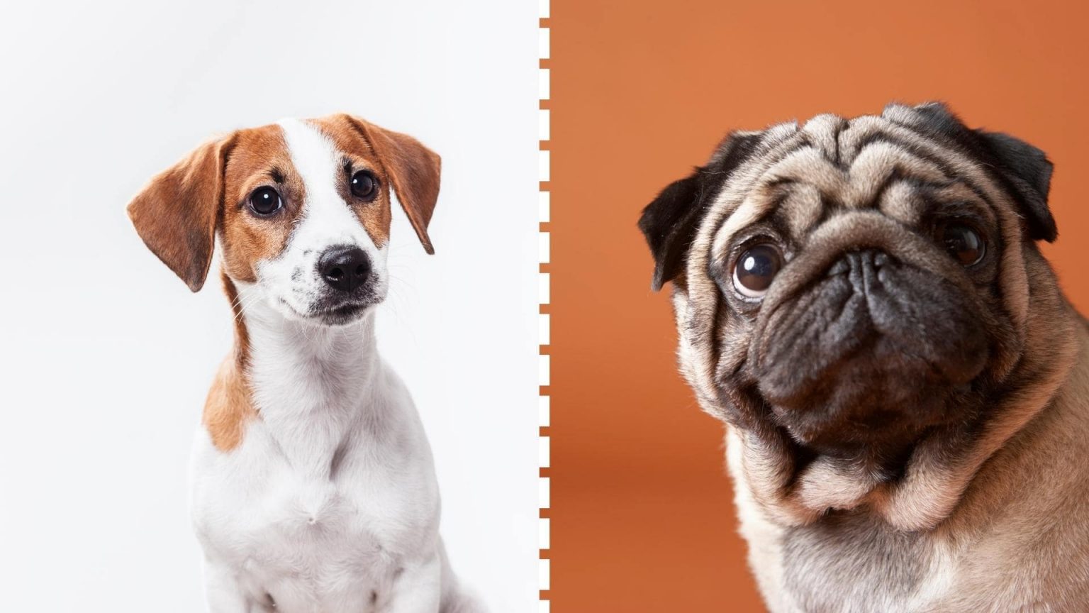 Retro Pug (AKA Pug & Jack Russell Mix): Breed Guide