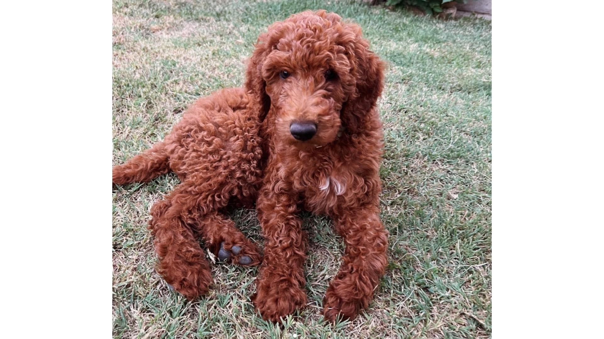 Red Goldendoodle: Everything You Need To Know (W/ Pictures)