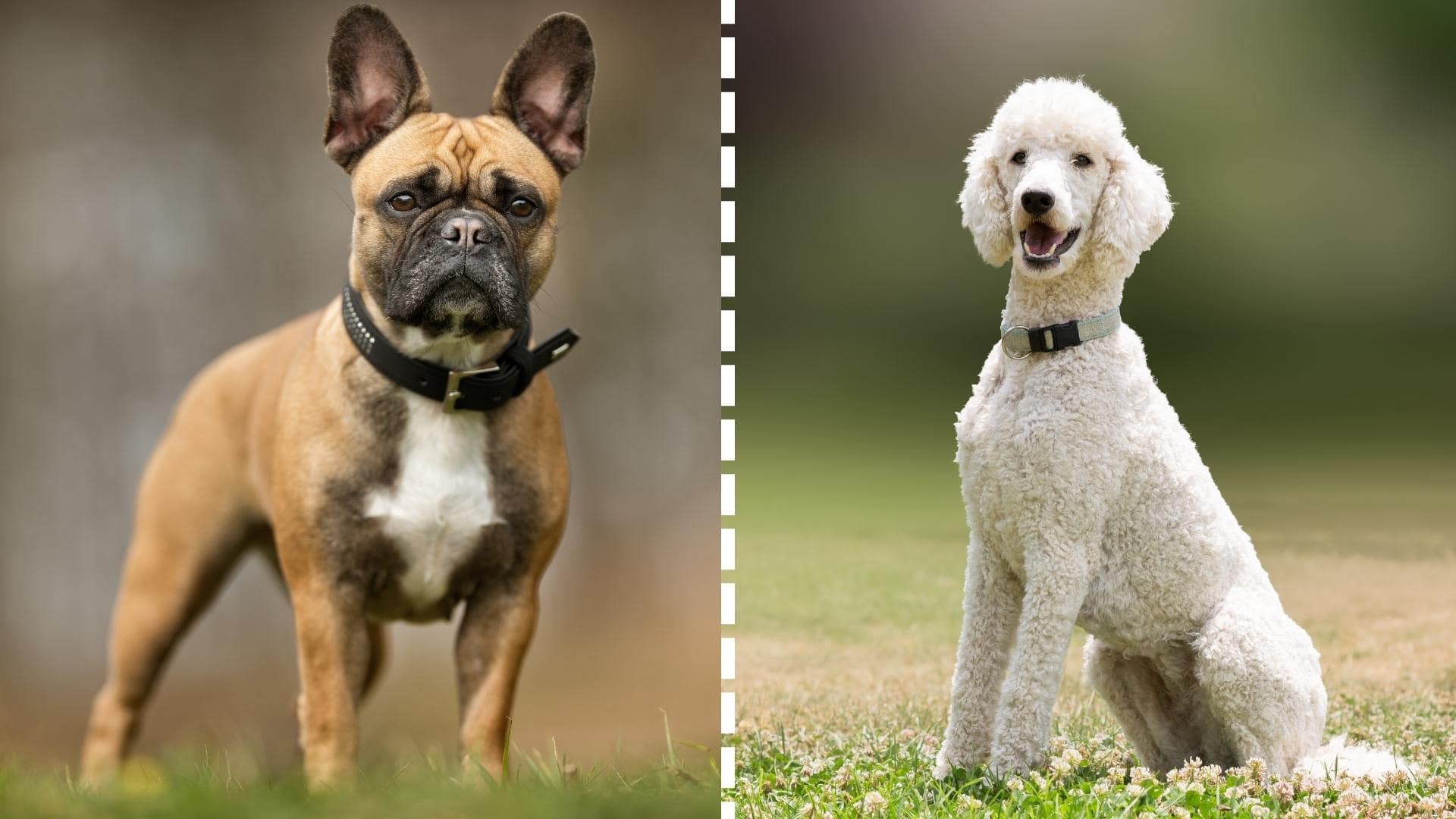 French Bulldog Poodle Mix (AKA French Boodle): Breed Guide