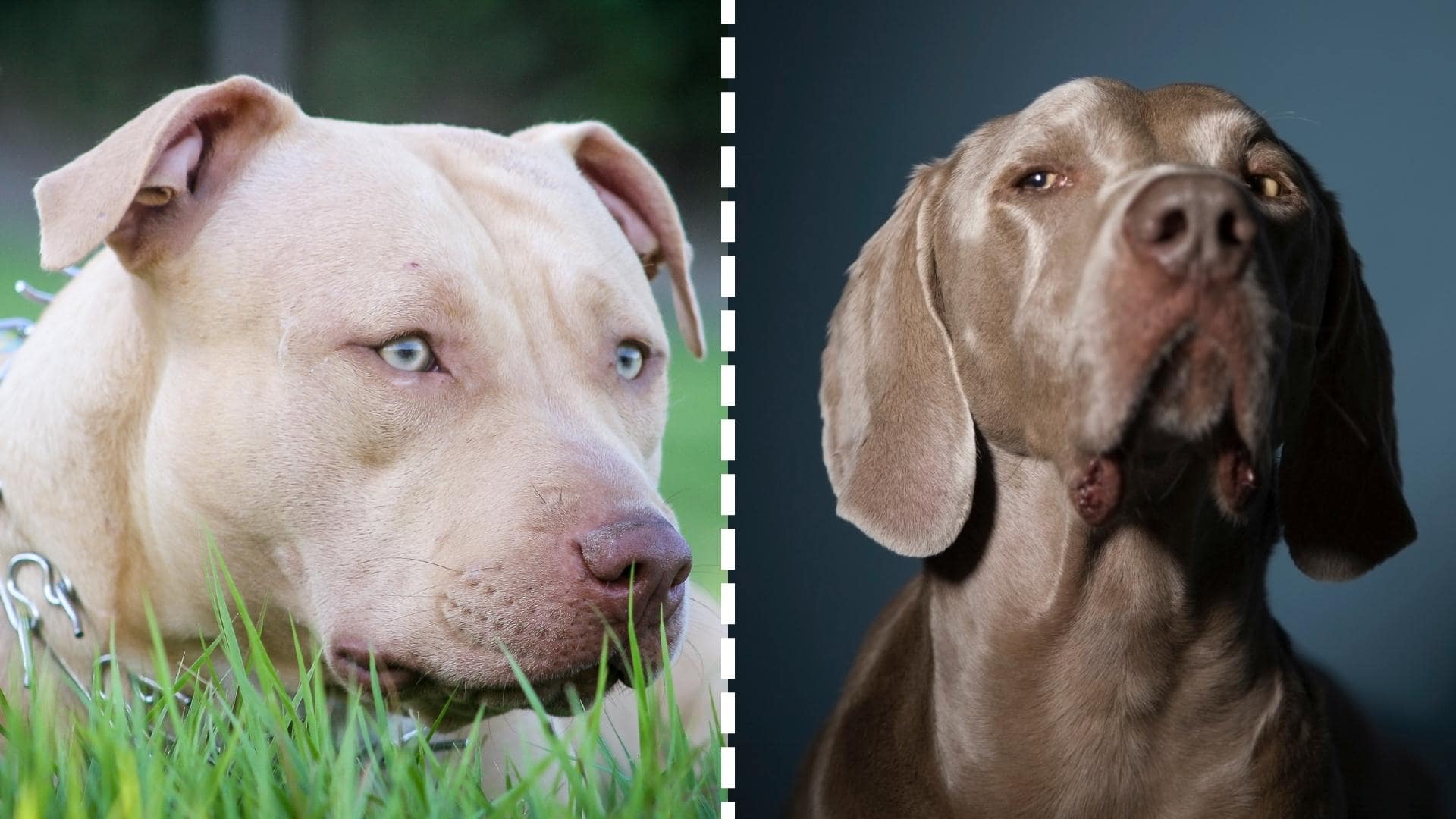 Weimaraner Pitbull Mix (AKA Pitmaraner): Full Breed Guide