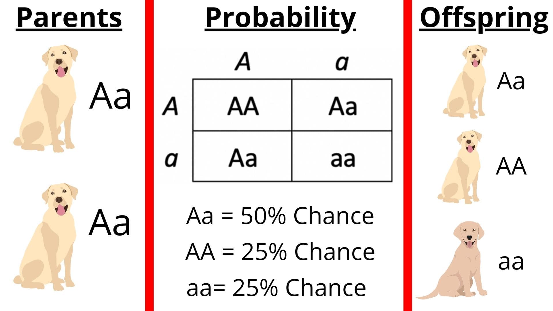 Champagne Lab: A Guide To The Controversial Labrador