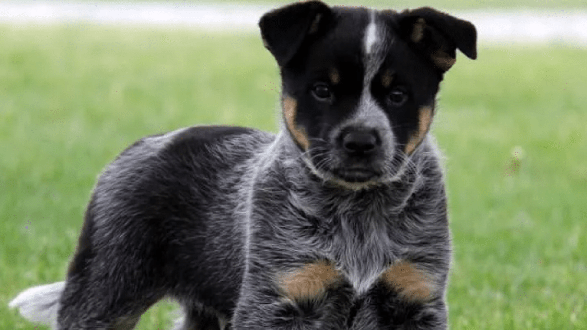 Blue Heeler Rottweiler Mix (AKA The Blueweiler): Breed Guide