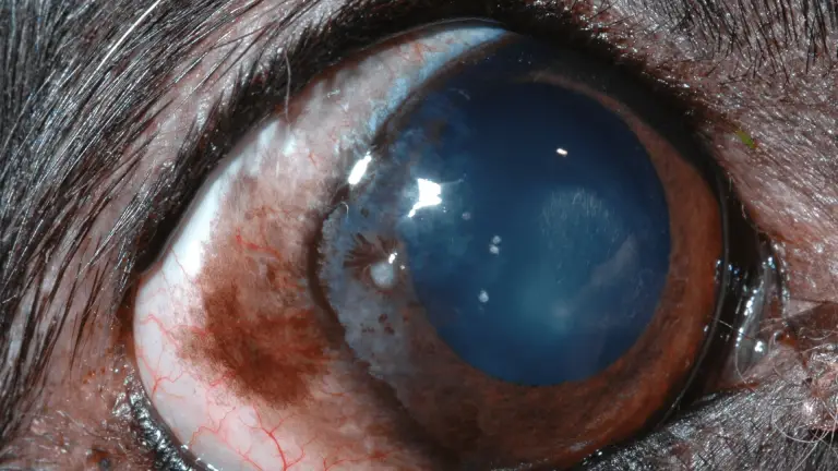 Brown Pigment In White Of Dog's Eye: Is It Pigmentary Keratitis?