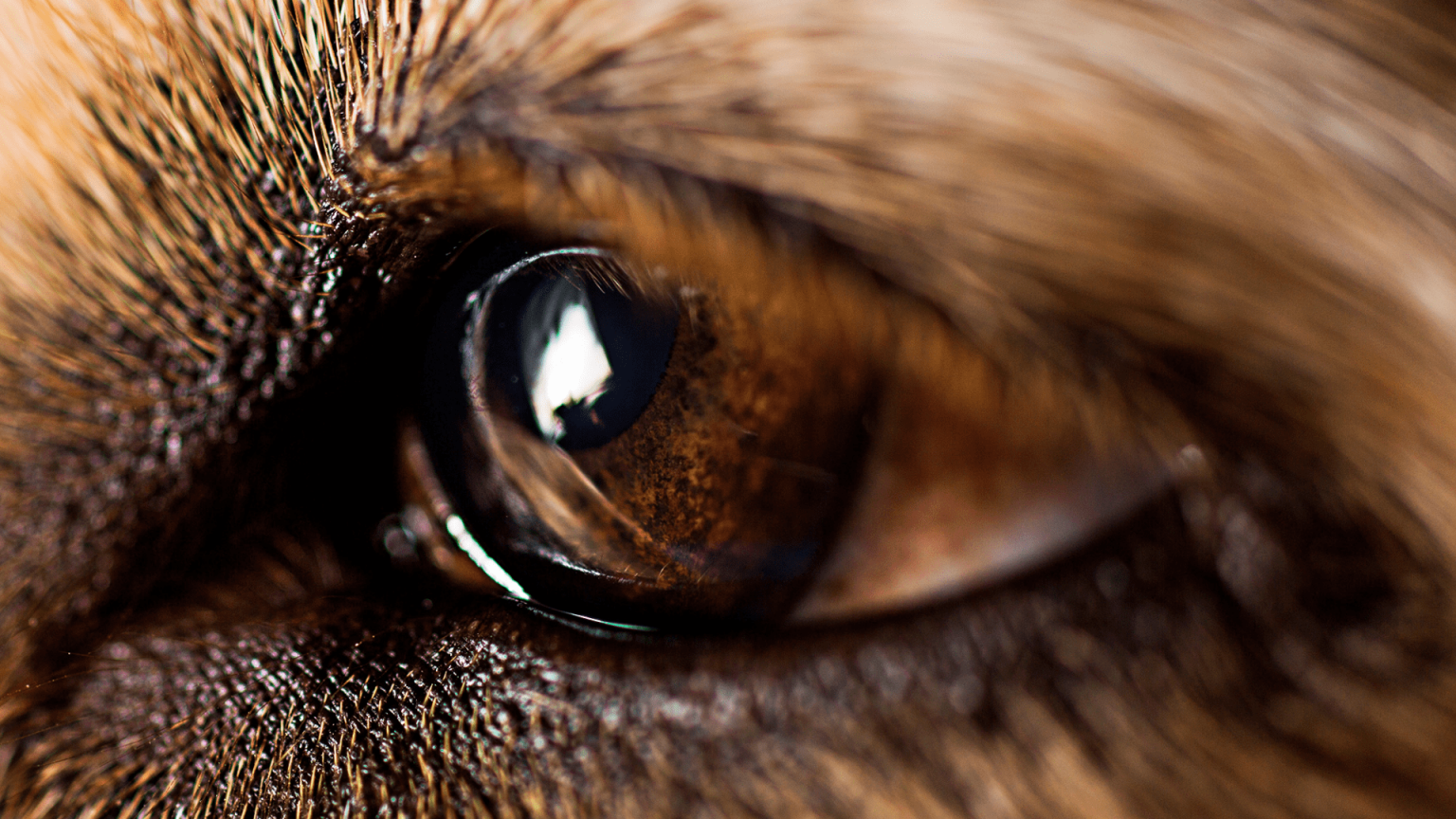 Brown Pigment In White Of Dog's Eye: Is It Pigmentary Keratitis?
