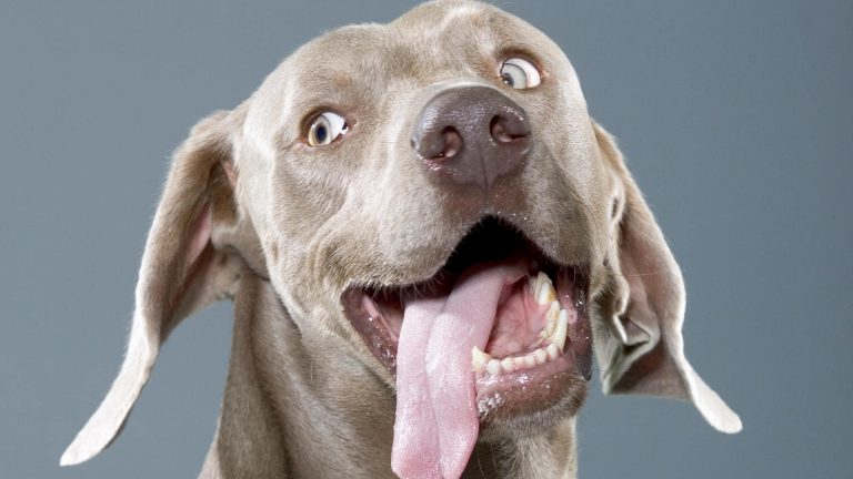 Can Dogs Be Retarded? (Identifying Mentally Challenged Dogs)