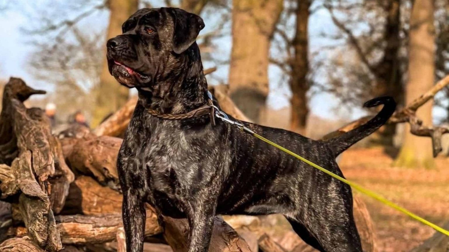 Cane Corso Bullmastiff Mix: Everything You Need To Know