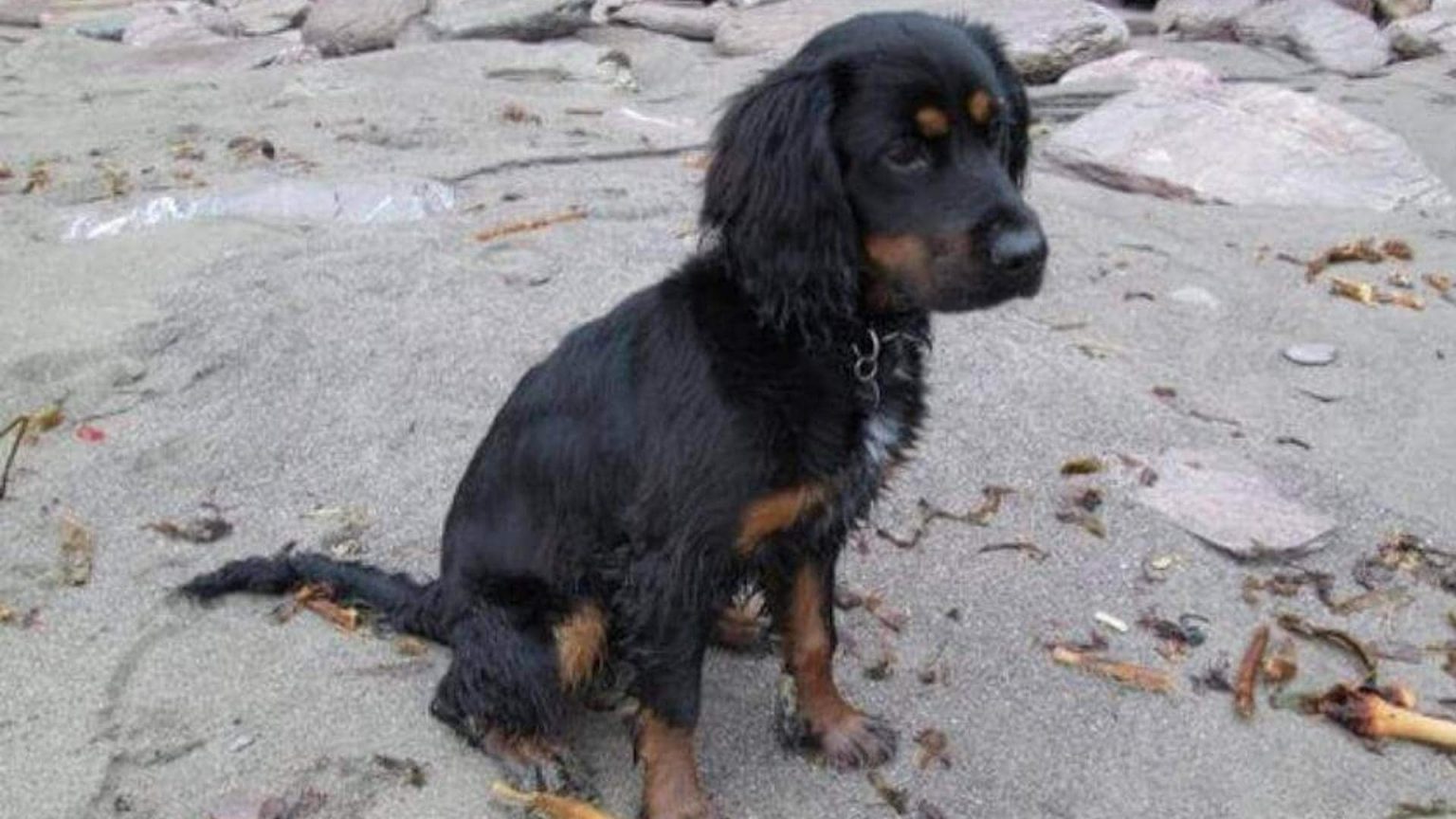 Rottweiler Cocker Spaniel Mix (AKA The Cockweiler): Complete Guide