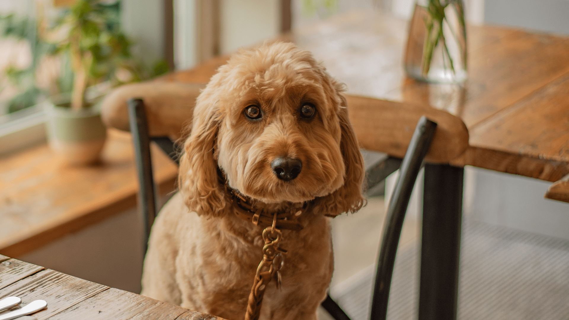 F1 Cavapoo: Generation Guide + F2 & F1B Comparisons
