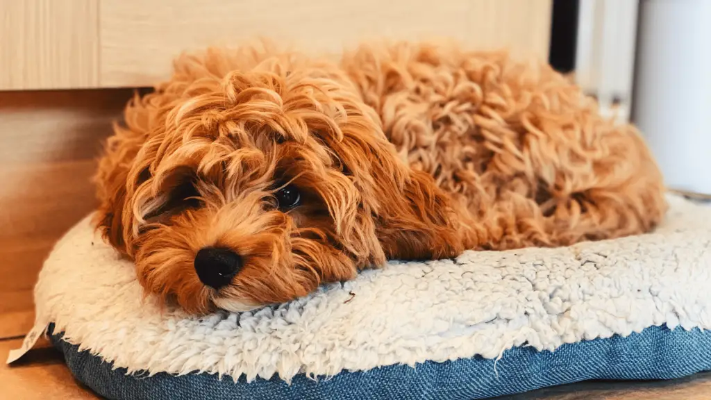 F1 Cavapoo Generation Guide F2 F1B Comparisons