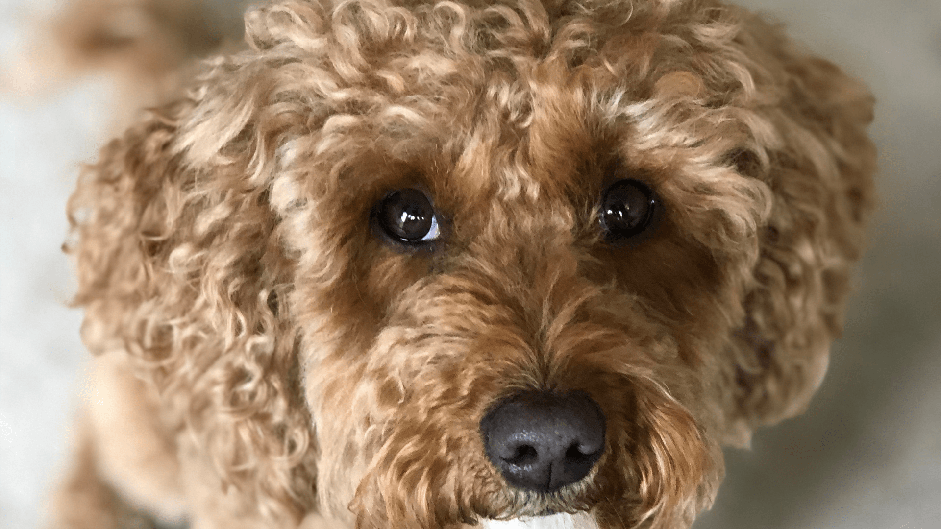 What's An F1b Cavapoo? Generation Guide & Comparisons