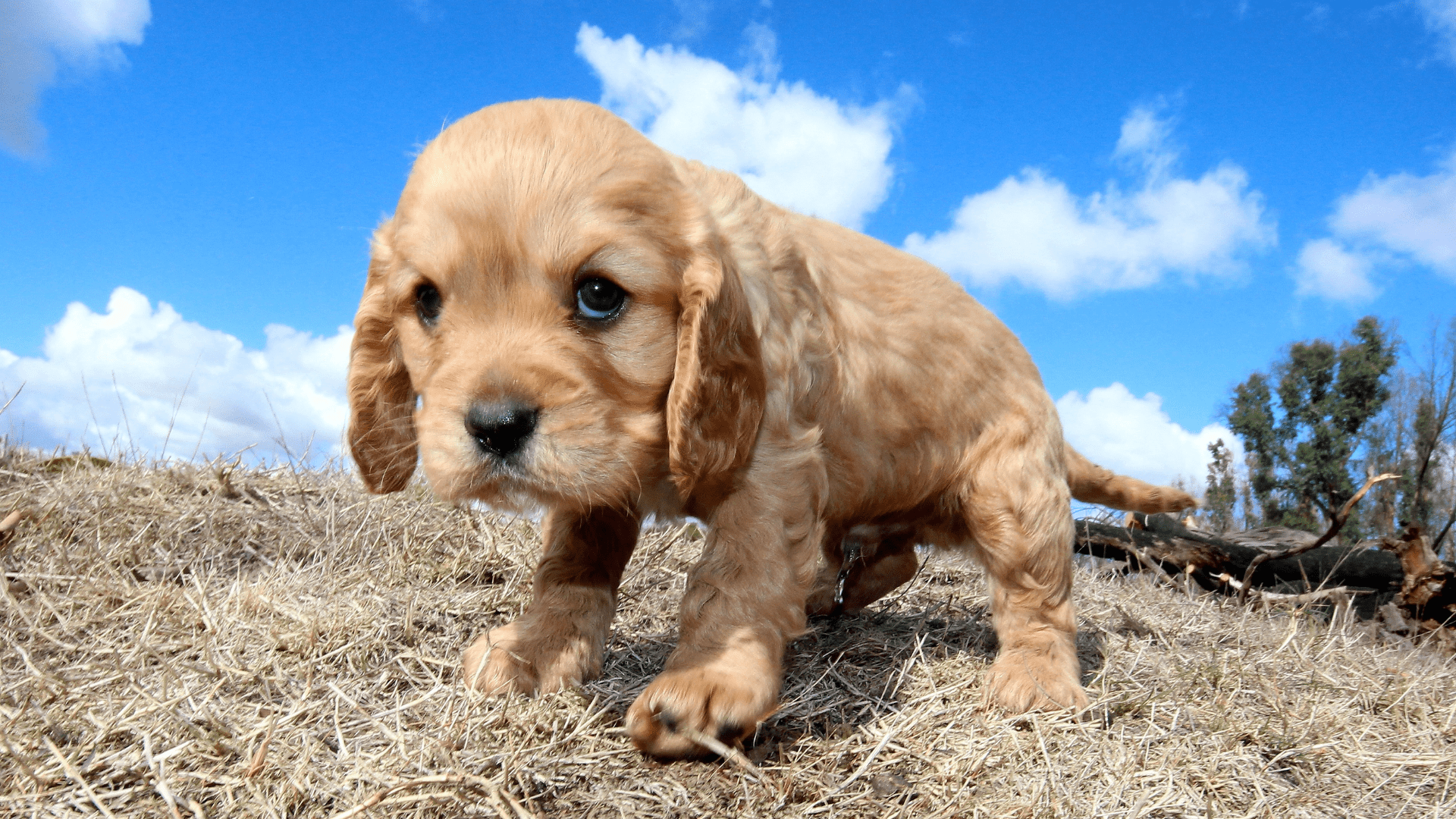 What's An F1b Cavapoo? Generation Guide & Comparisons