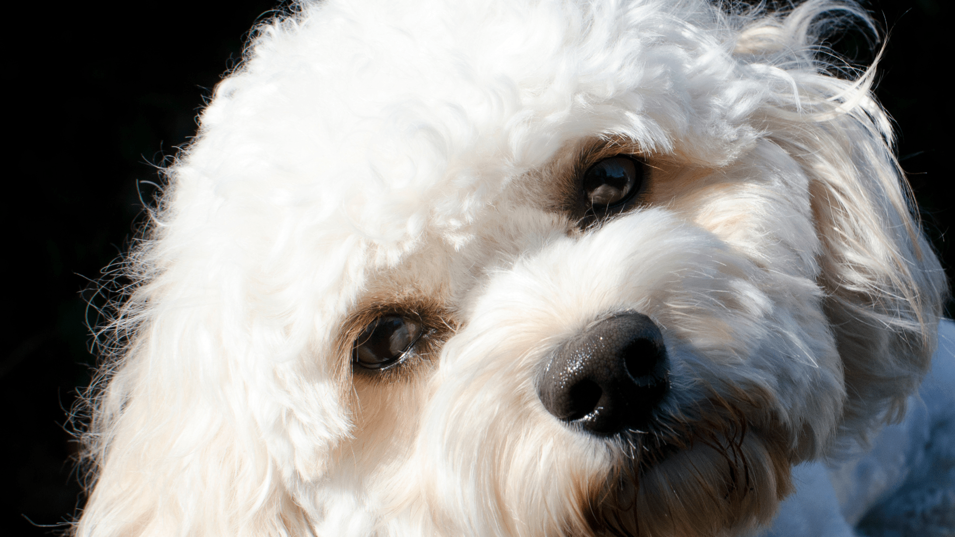 What's An F1b Cavapoo? Generation Guide & Comparisons