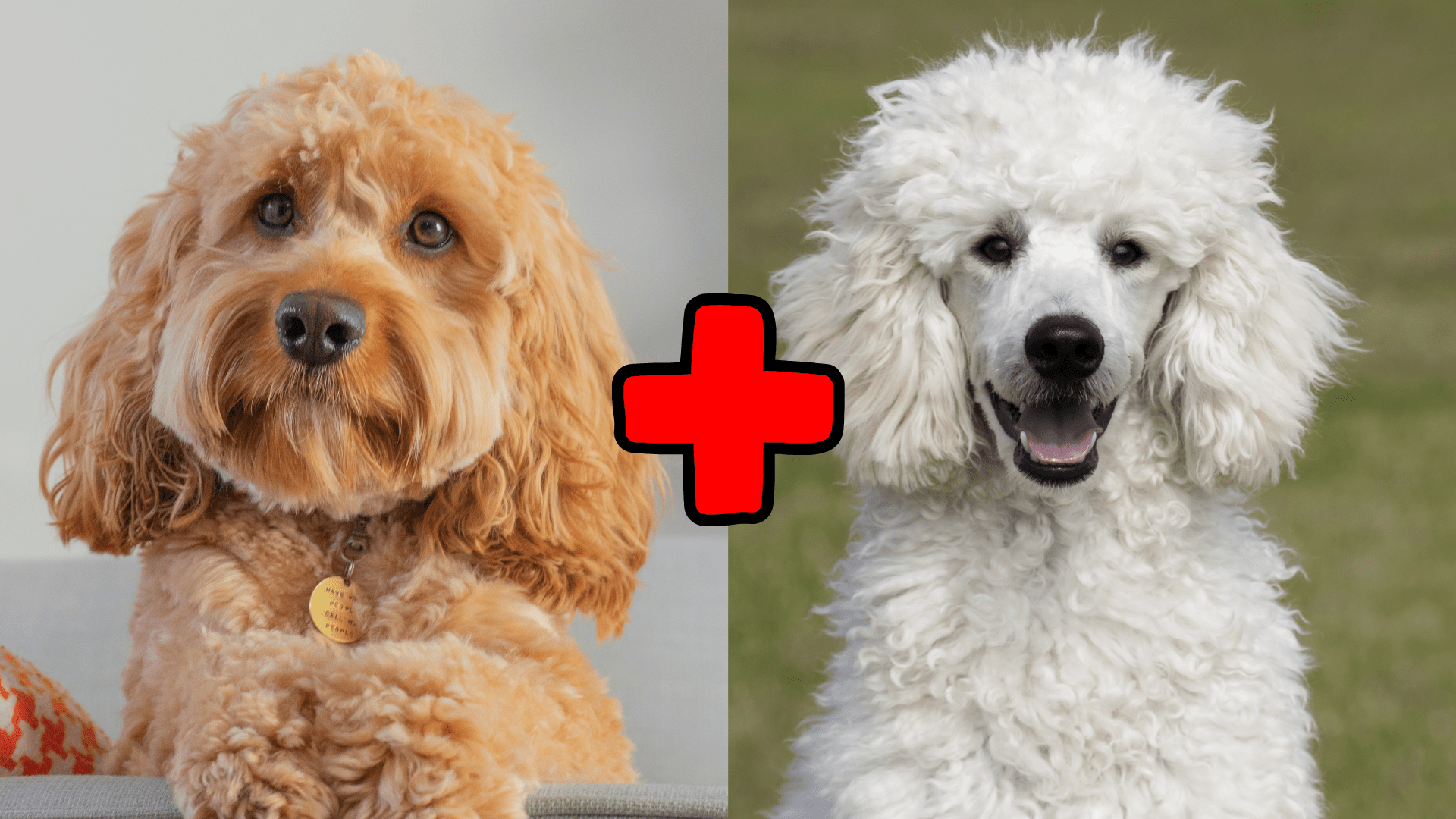 F1 Cavapoo: Generation Guide + F2 & F1B Comparisons
