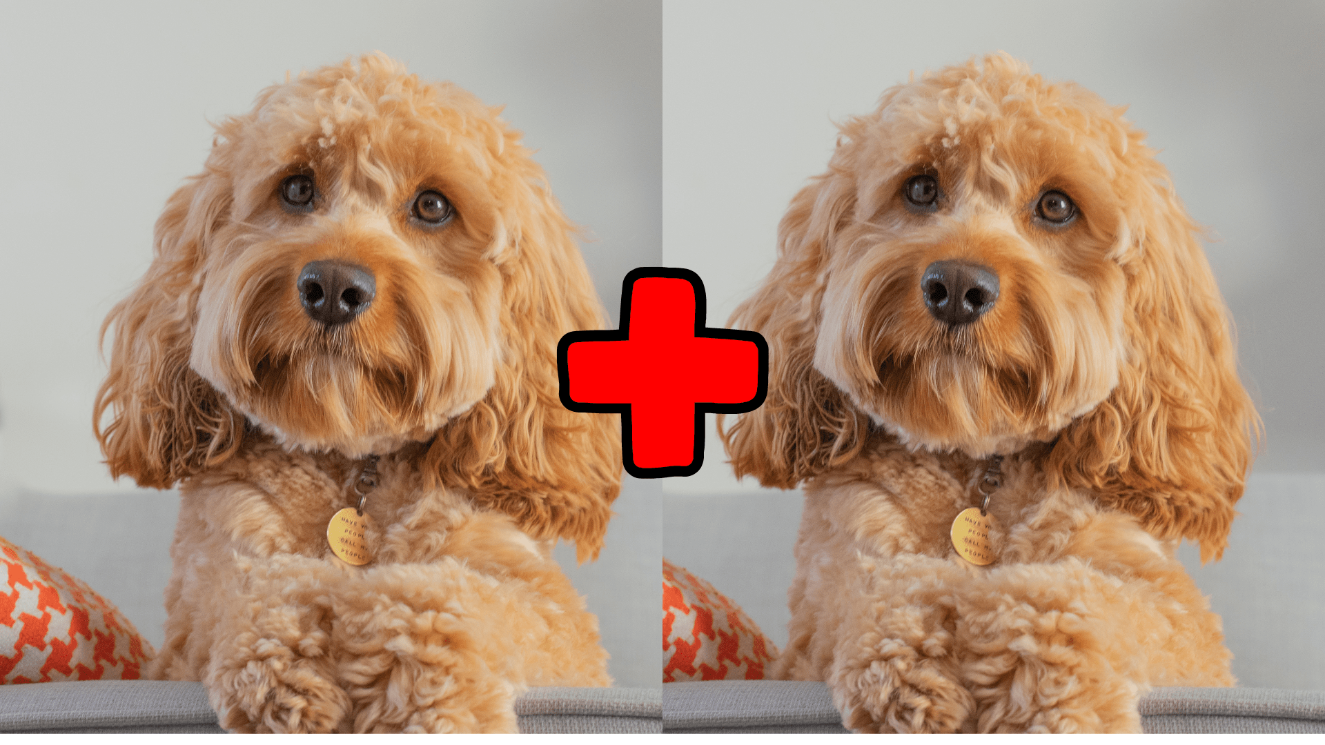 What's An F1b Cavapoo? Generation Guide & Comparisons
