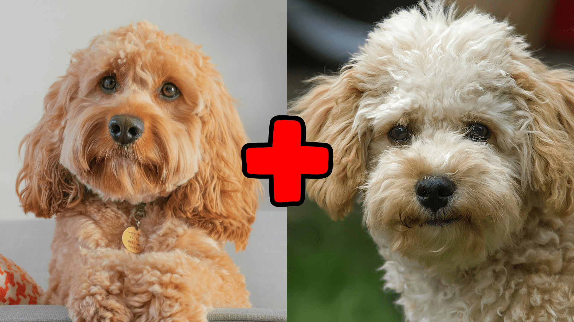F1 Cavapoo: Generation Guide + F2 & F1B Comparisons
