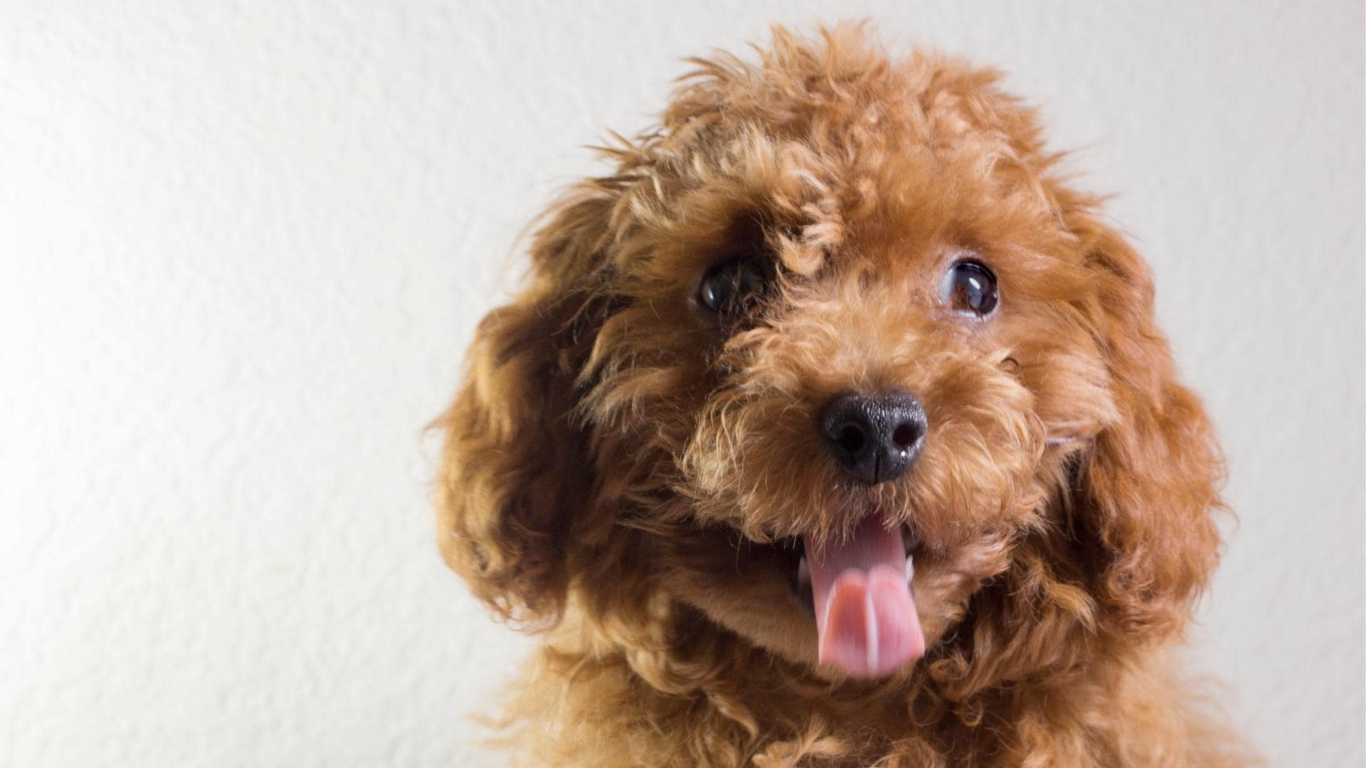 F1 Cockapoo: Generation Guide (F1B, F1BB, F2, F2B, F2BB & F3)