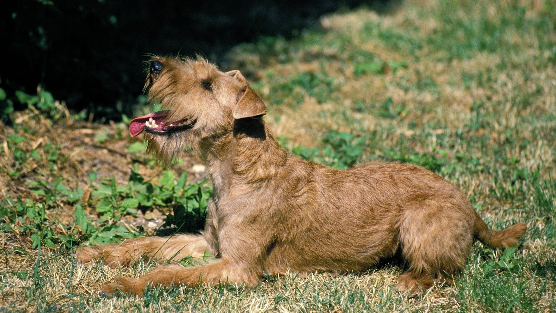 11+ Small Dogs With Wiry Hair (With Pictures)