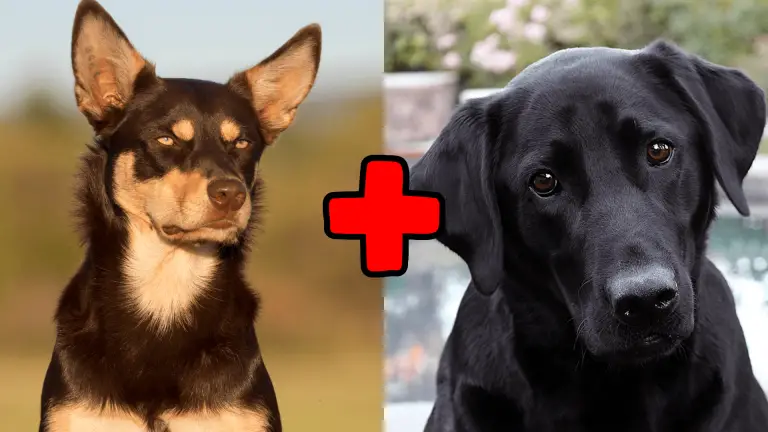 Kelpie Lab Mix (Kelpador): All You Need To Know