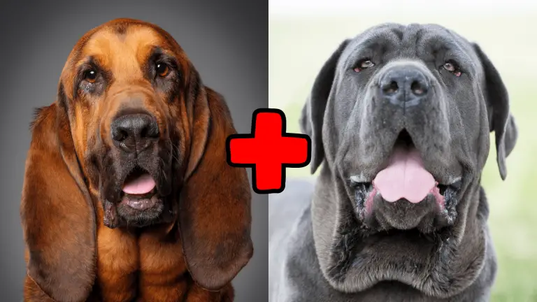 Mastiff Bloodhound Mix: The Complete Mixed Breed Guide
