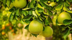 Can Dogs Eat Pomelo? Risk & Benefits (We Asked A Vet)