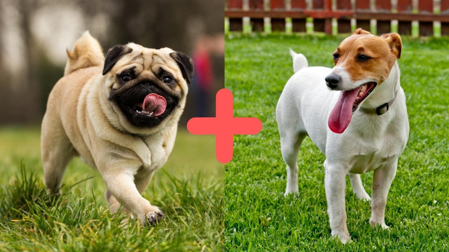 Retro Pug (AKA Pug & Jack Russell Mix): Breed Guide