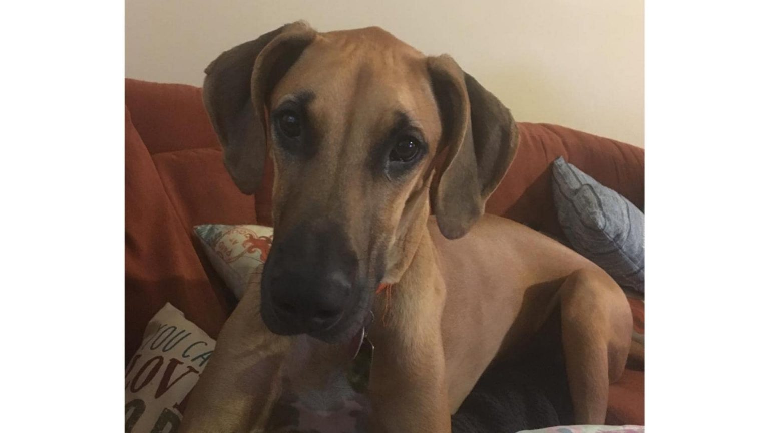 15 Most Popular Rhodesian Ridgeback Mixes (With Pictures!)