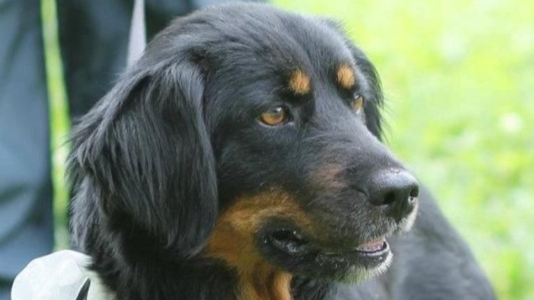 Rottweiler Cocker Spaniel Mix (AKA The Cockweiler): Complete Guide