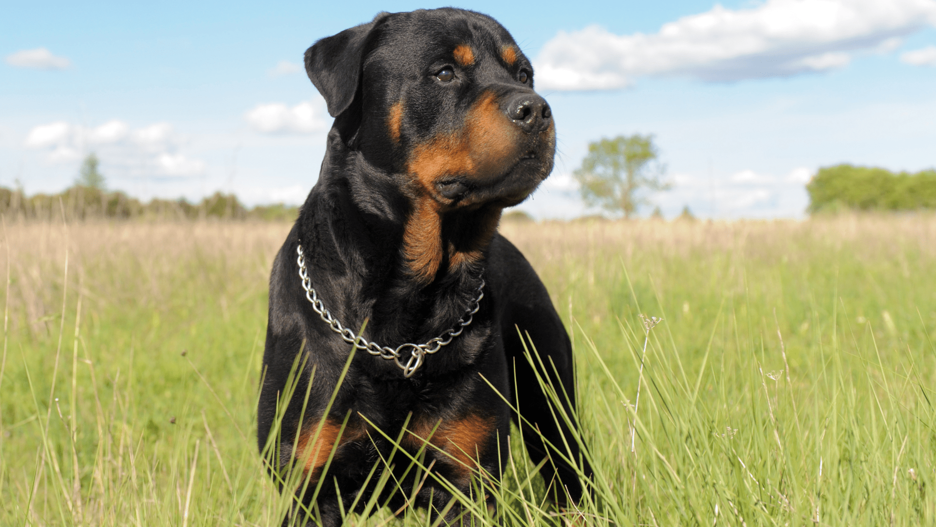 Blue Heeler Rottweiler Mix (AKA The Blueweiler): Breed Guide