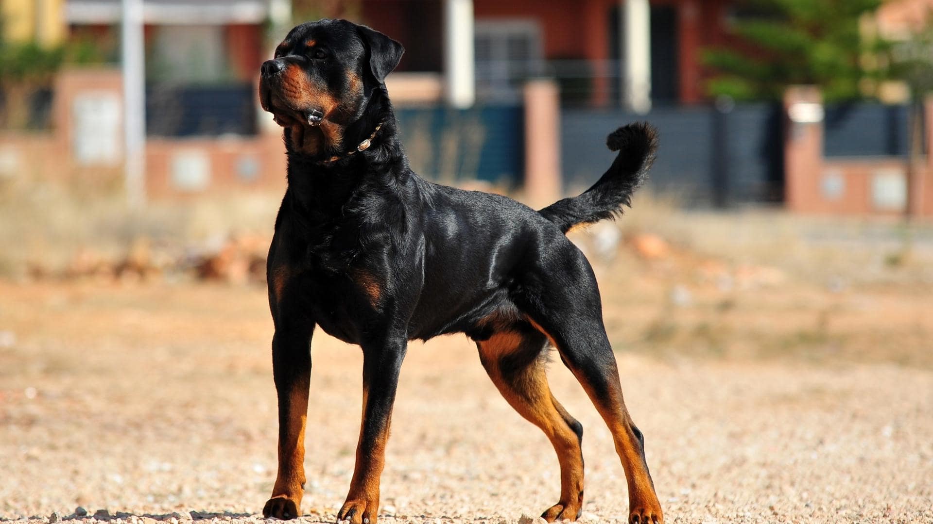 Siberian Rottweiler: Complete Breed Guide With Comparisons
