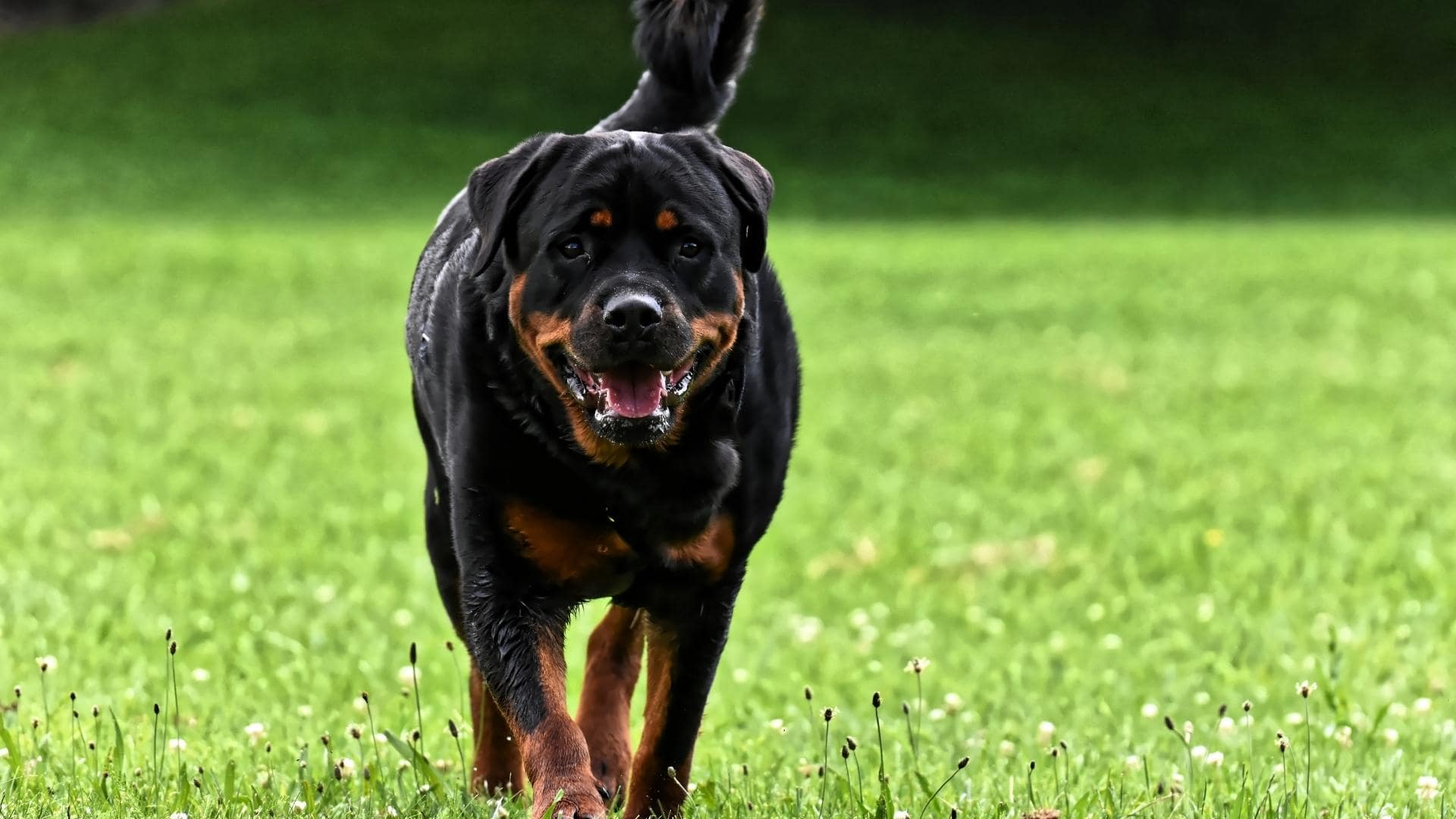 Siberian Rottweiler: Complete Breed Guide With Comparisons