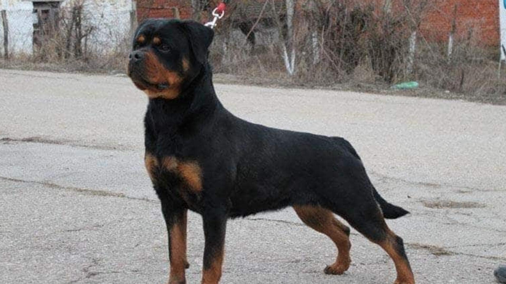 Siberian Rottweiler: Complete Breed Guide With Comparisons