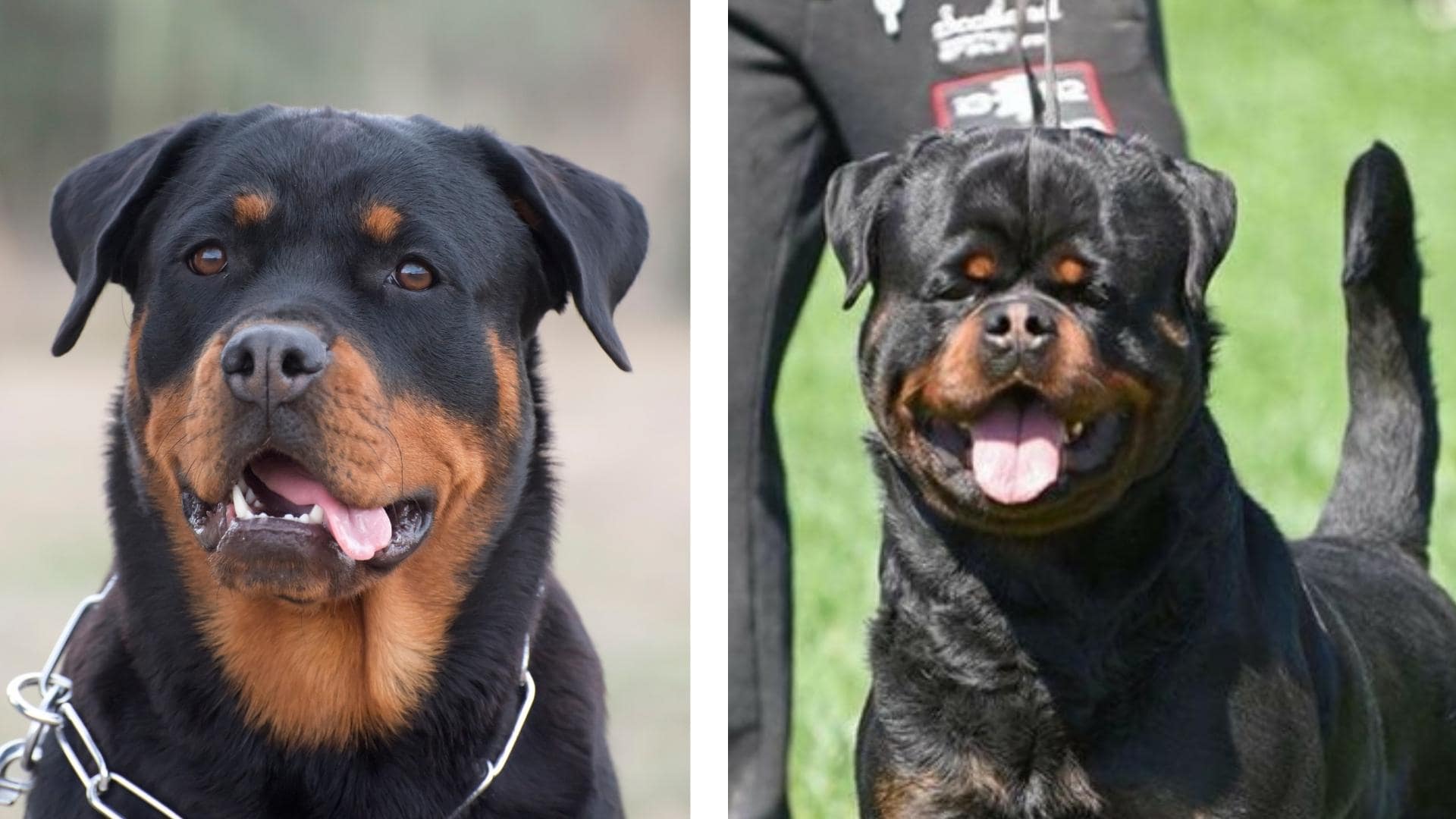 Siberian Rottweiler: Complete Breed Guide With Comparisons