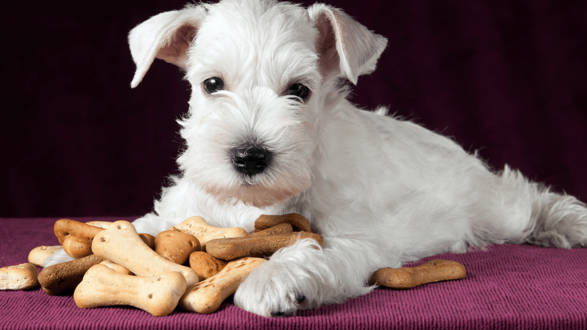 What Age Can I Give My Puppy A Bone? Safety Tips & Options