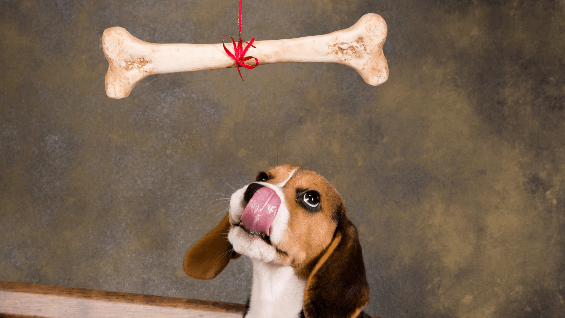 What Age Can I Give My Puppy A Bone? Safety Tips & Options