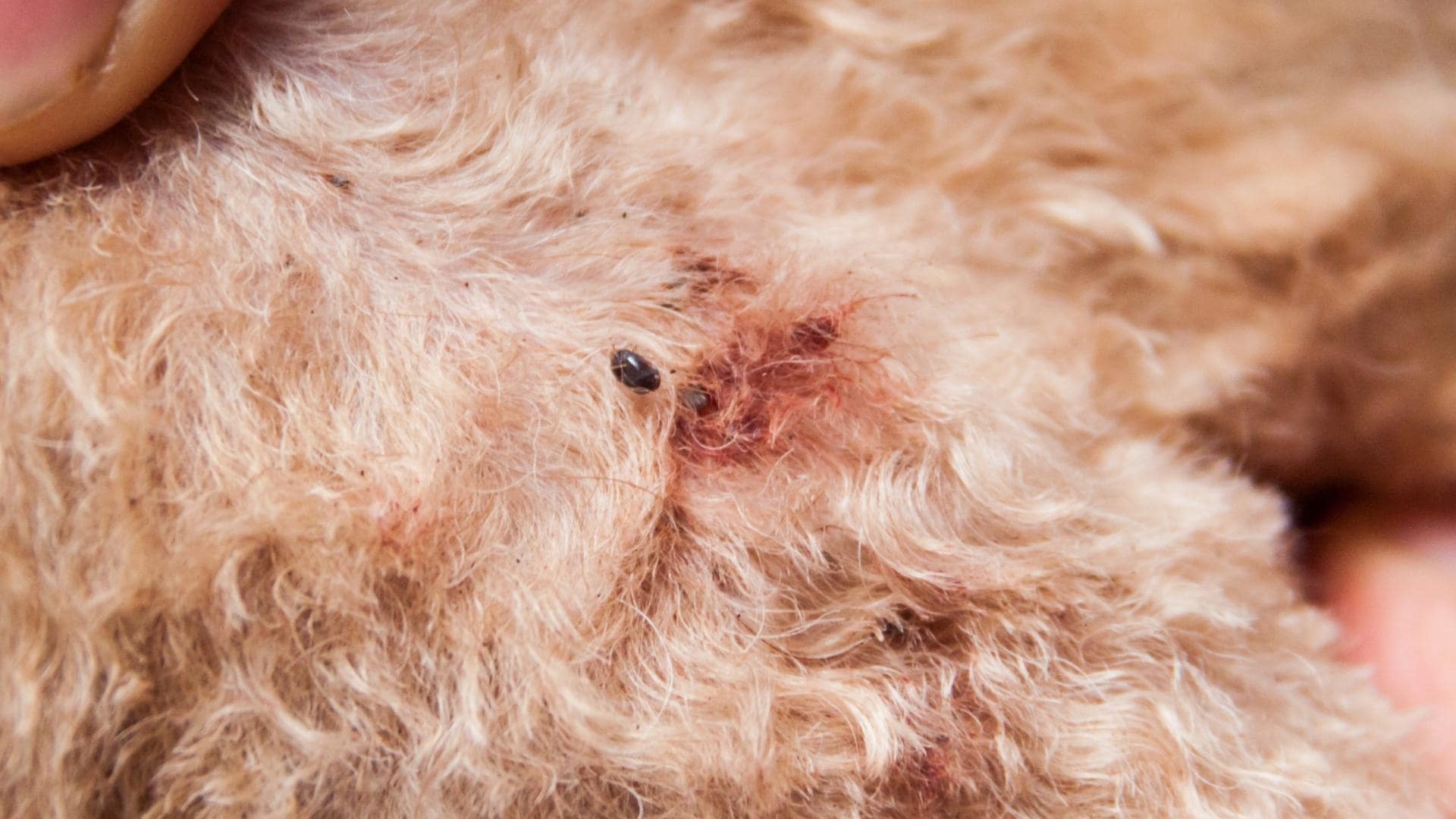 What Are These Tiny Black Bugs On My Dog? (8 Possible Bugs)