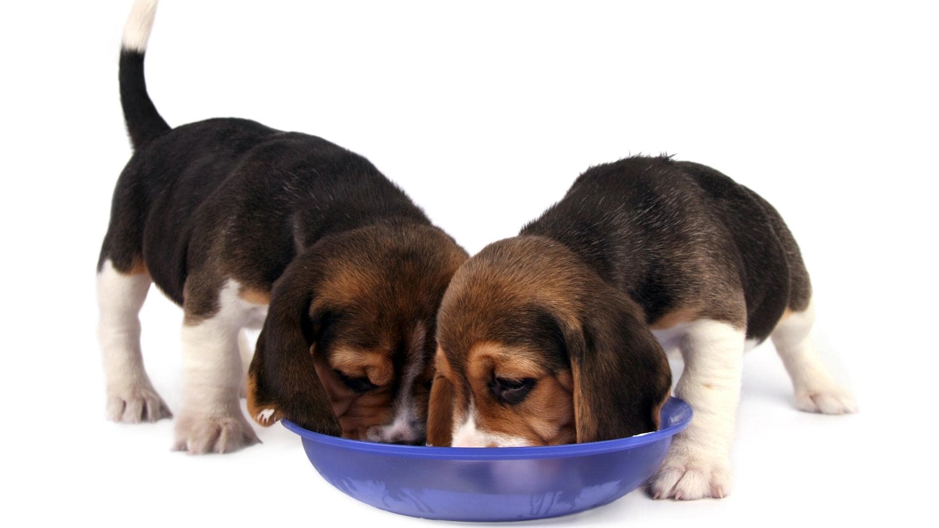 What Does A Normal Puppy Belly Look Like: Normal Vs Big Belly