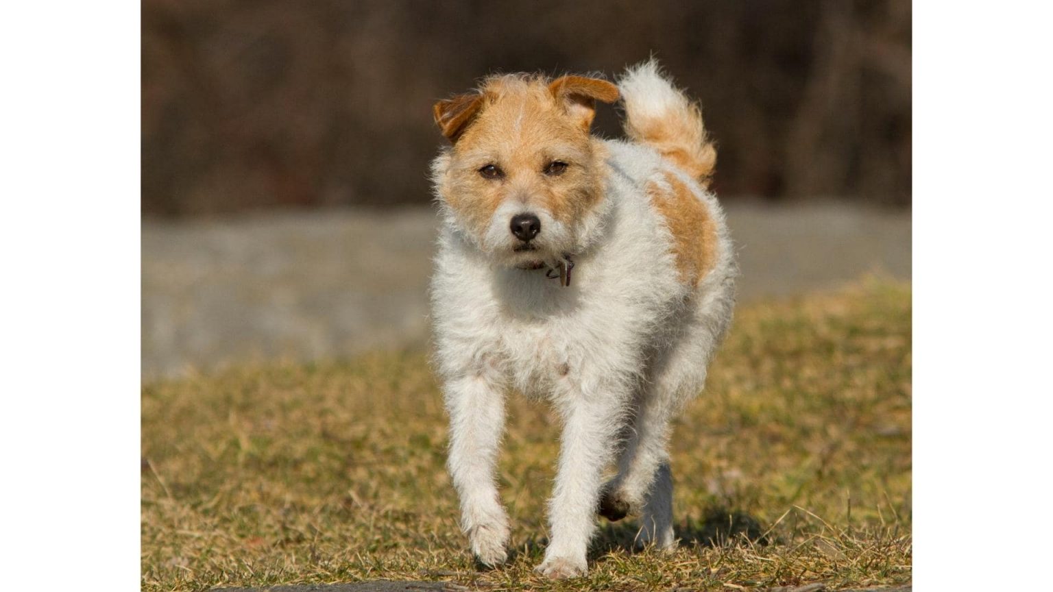 11+ Small Dogs With Wiry Hair (With Pictures)