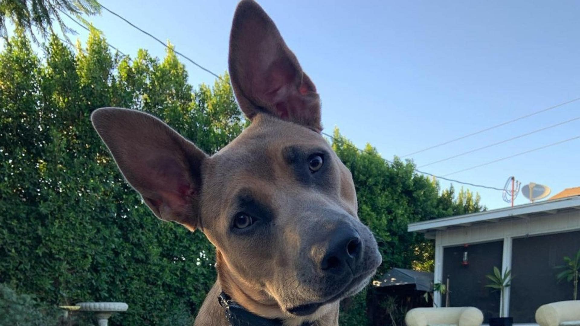 Belgian Malinois Pitbull Mix (AKA The Belgian Pitbull): Full Guide