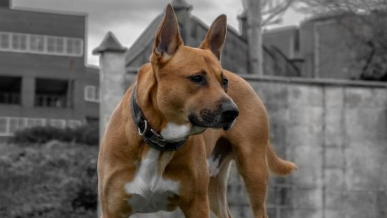 Belgian Malinois Pitbull Mix (AKA The Belgian Pitbull): Full Guide