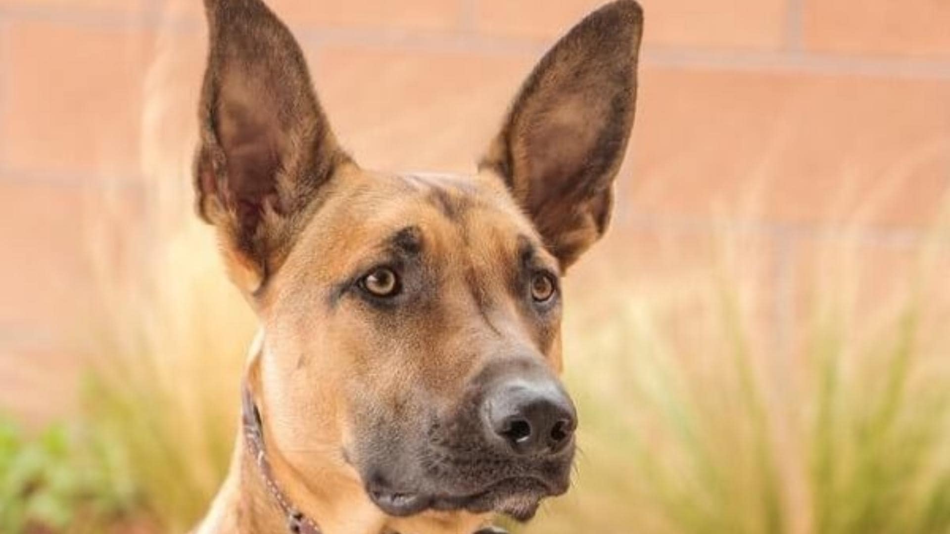 Belgian Malinois Pitbull Mix (AKA The Belgian Pitbull): Full Guide