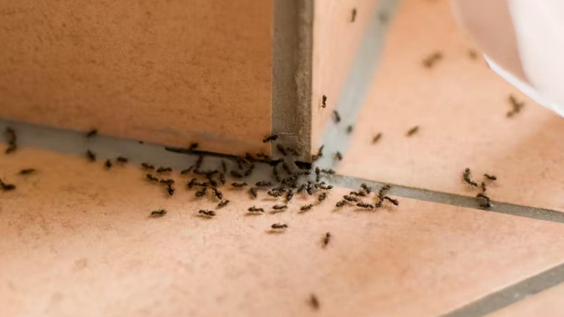 What Are These Tiny Black Bugs On My Dog? (8 Possible Bugs)