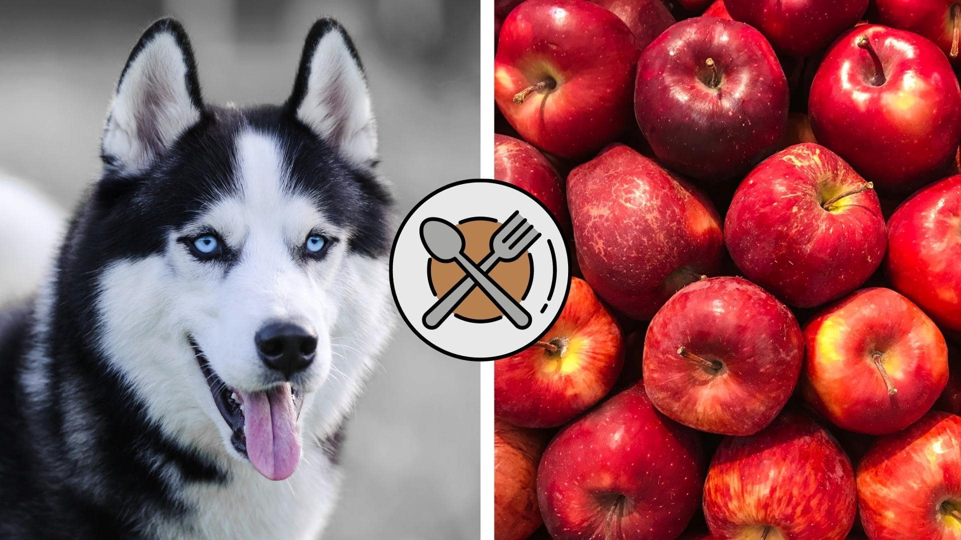 What Do Huskies Eat? (Including What Huskies Can & Can't Eat)