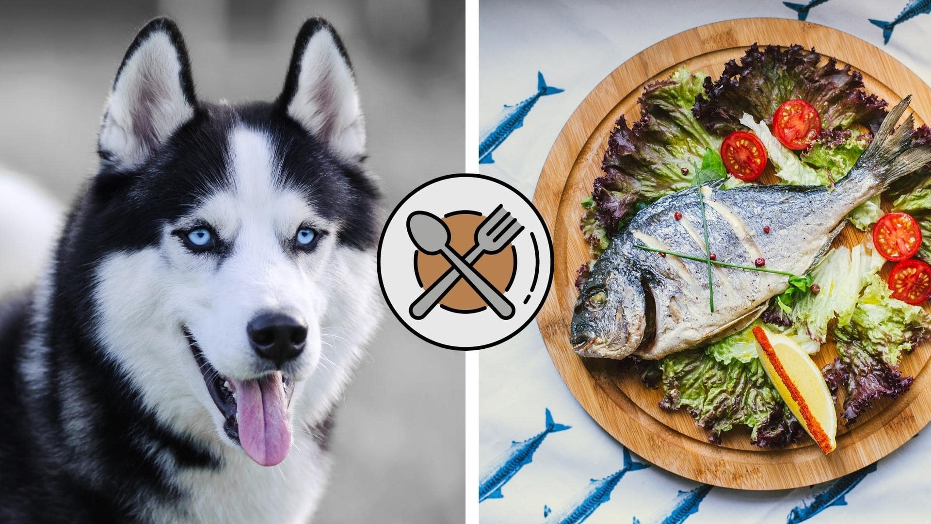 What Do Huskies Eat? (Including What Huskies Can & Can't Eat)