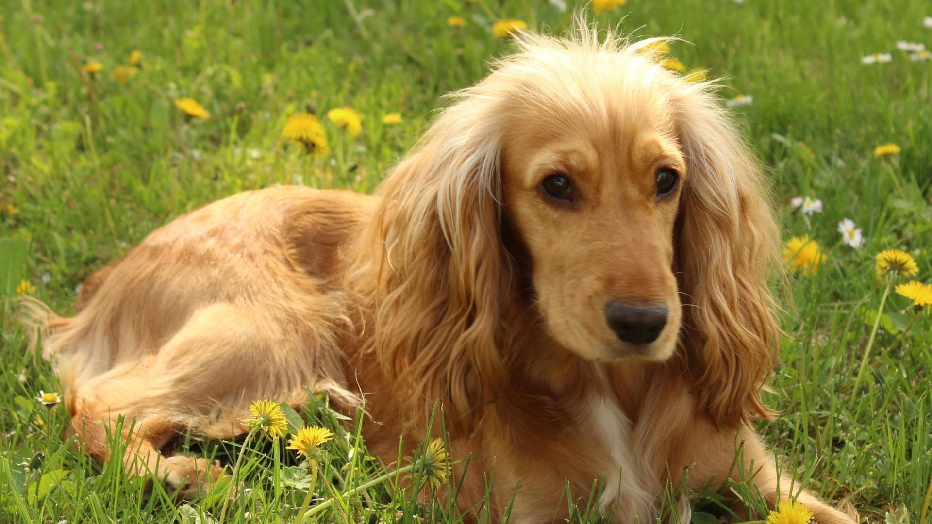 F1 Cockapoo: Generation Guide (F1B, F1BB, F2, F2B, F2BB & F3)