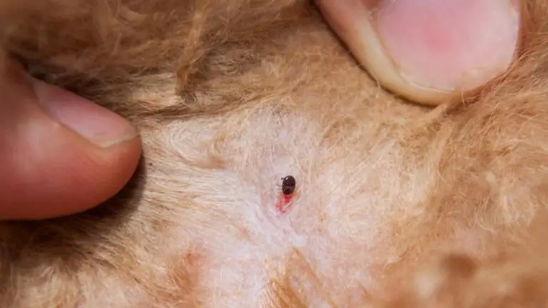 What Are These Tiny Black Bugs On My Dog? (8 Possible Bugs)